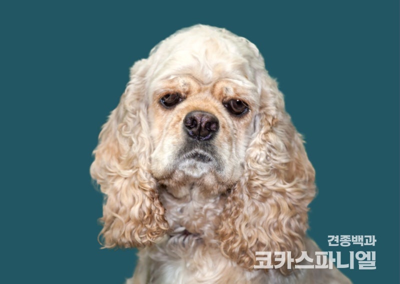 잉글리쉬 코카스파니엘 아메리칸 코커스패니얼 기본정보와 포토 네이버 블로그