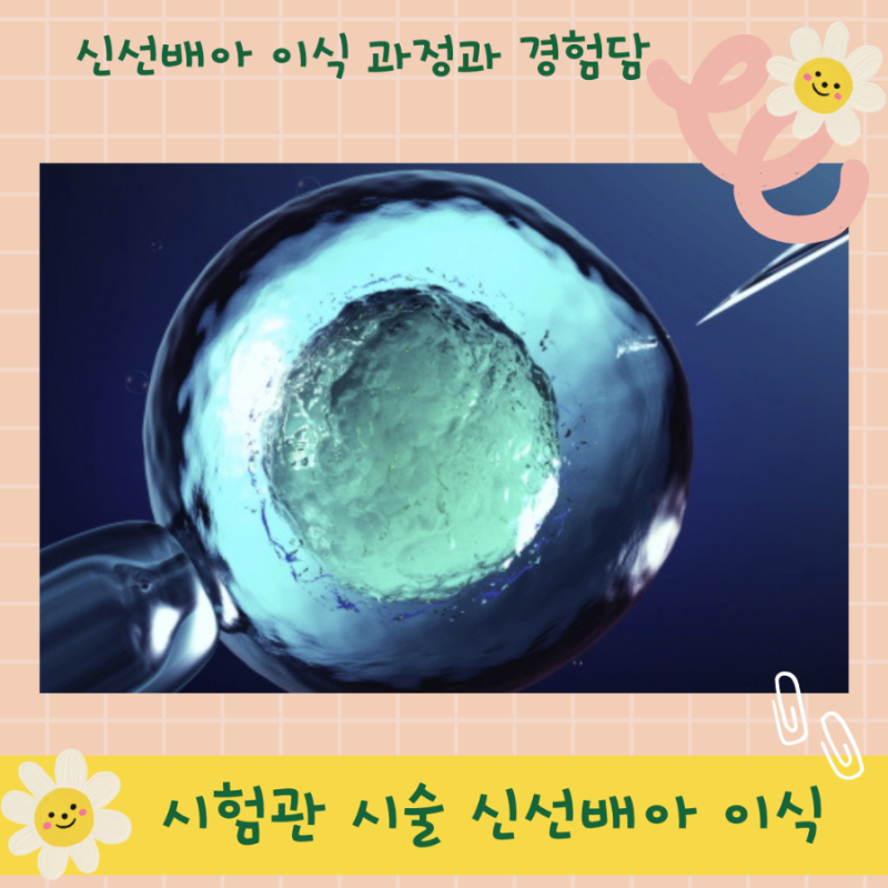 시험관 시술 신선배아란 신선배아 이식 과정과 후기 네이버 블로그