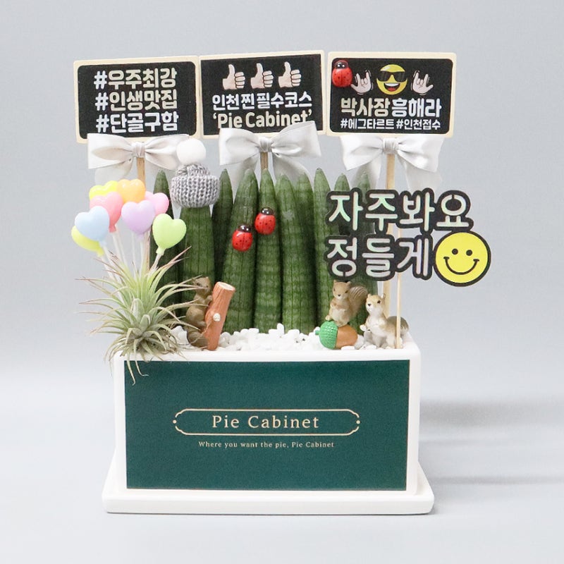 디저트카페 과일가게 빵집 개업축하선물 미니 스투키 디자인 메세지화분 네이버 블로그