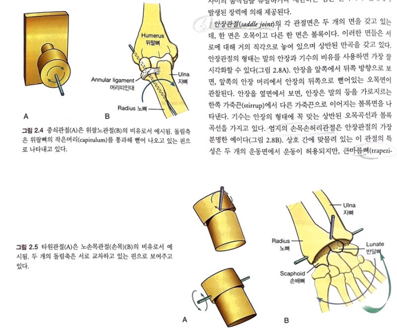 헬스 전공서 뉴만 키네시올로지 대신 공부해드립니다 3 P32~45 윤활관절 관절주위결합조직 네이버 블로그