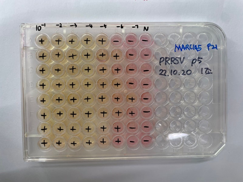미생물학 실험 [바이러스 정량 - TCID50, Plaque assay] : 네이버 블로그