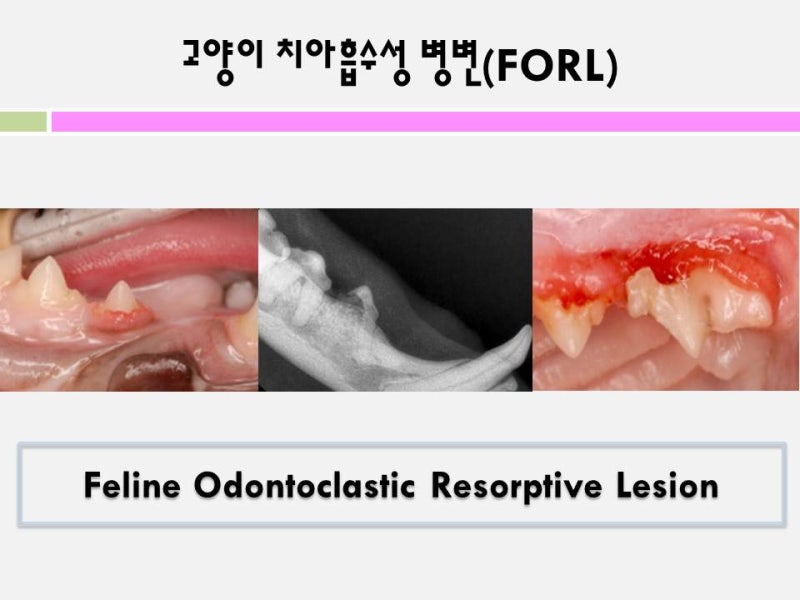 고양이 치과,고양이 치아흡수성 병변,(Feline Odontoclastic Resorptive Lesion, FORL)이란 ...