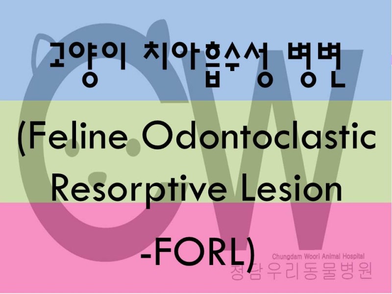 고양이 치과,고양이 치아흡수성 병변,(Feline Odontoclastic Resorptive Lesion, FORL)이란 ...