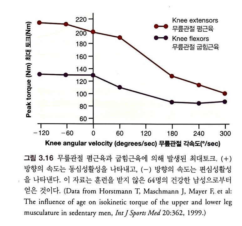 뉴만 키네시올로지 대신 공부해드립니다 5 P60~74 액틴 미오신 운동단위 네이버 블로그