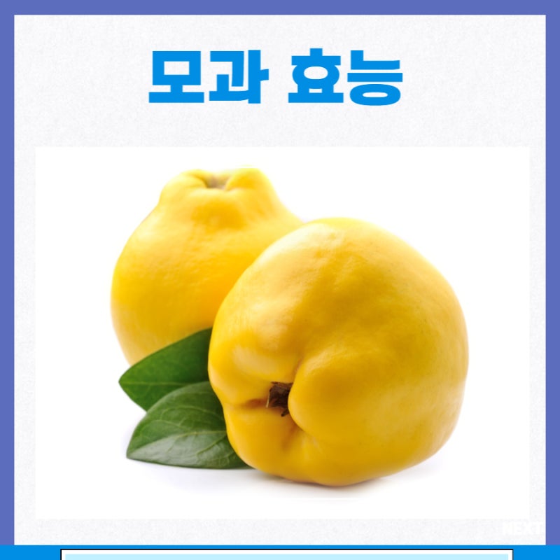 모과효능 칼로리 부작용 모과청 모과차 네이버 블로그