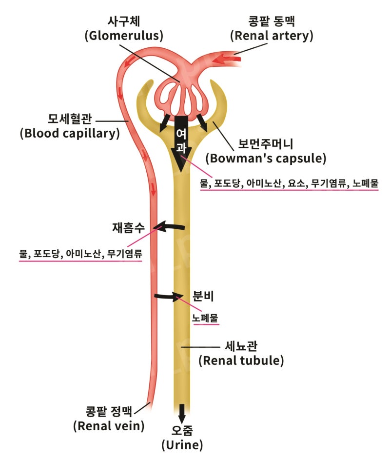 삼투성 이뇨제(만니톨, 글리푸롤)에 대해서. Mannitol, Glyfurol, osmotic diuresis, D-만니톨, D ...