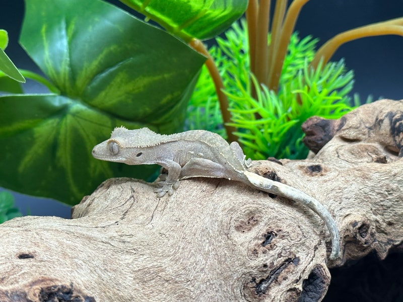 크레스티드 게코 사육부터 브리딩까지 3편 구조물 선택 방법과 건강한 개체를 입양하는 방법 : 네이버 블로그