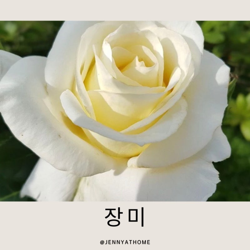 장미 꽃말과 꽃 종류 노란 빨간 흰색 하얀 검은 파란 핑크색 분홍 보라색 주황색 네이버 블로그