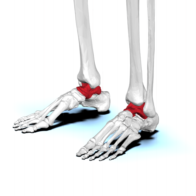 os trigonum syndrome 거골 후방 삼각골증후군? posterior ankle impingement syndrome ...