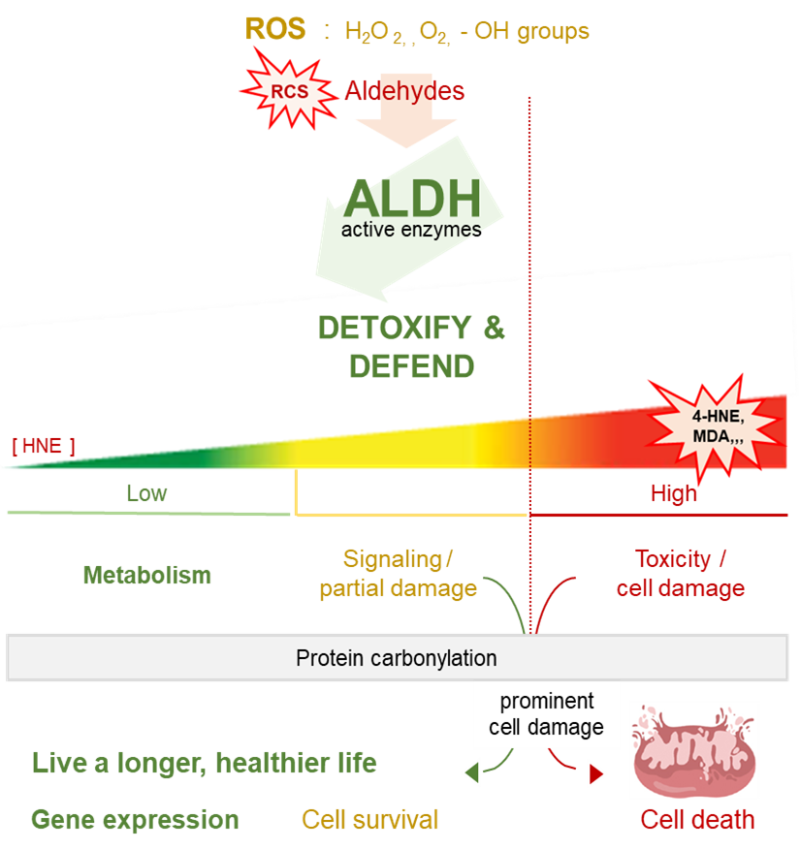피코자임큐(코엔자임 큐텐의 항산화기능과 ALDH건조효모의 항 알데히드의 이중 효과) : 네이버 블로그