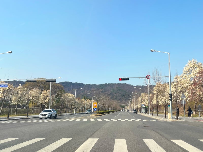대전 벚꽃 명소 8곳 이번주말이 절정 네이버 블로그