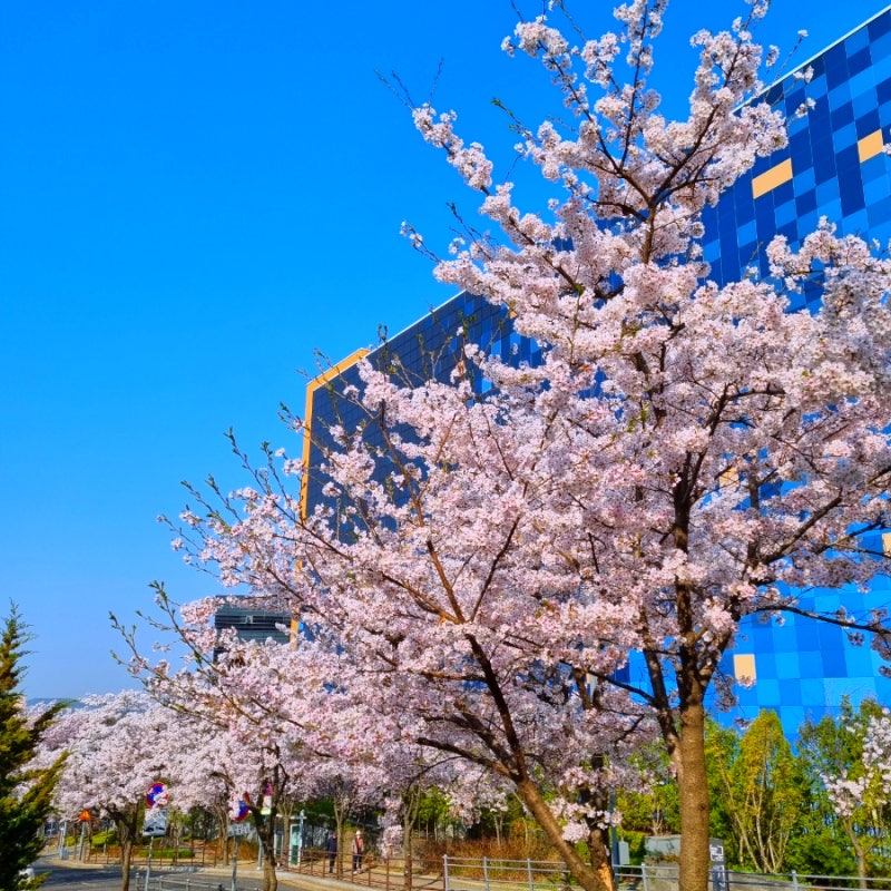 용인 숨겨진 벚꽃 명소 죽전디지털밸리 실시간 네이버 블로그