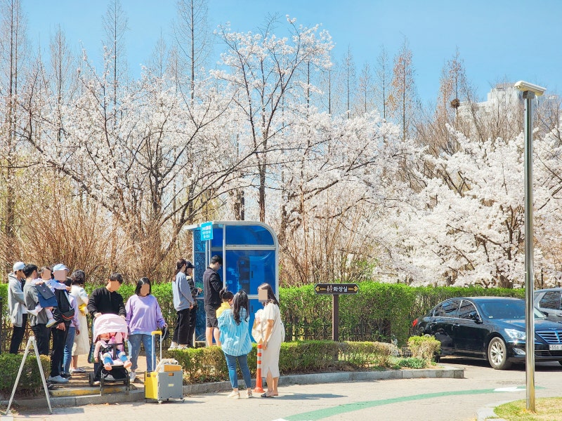 2023 일산 호수공원 벚꽃 만개 절정 주차장 네이버 블로그