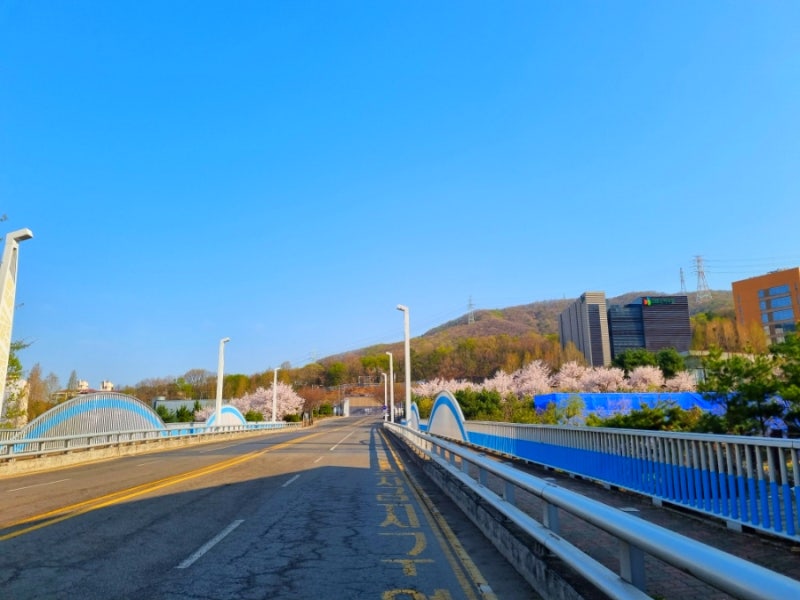 용인 숨겨진 벚꽃 명소 죽전디지털밸리 실시간 네이버 블로그