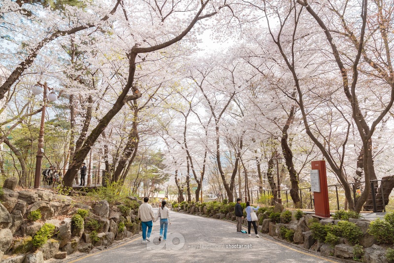 서울 벚꽃 명소 경희대학교 서울캠퍼스 주차 추천 코스 네이버 블로그