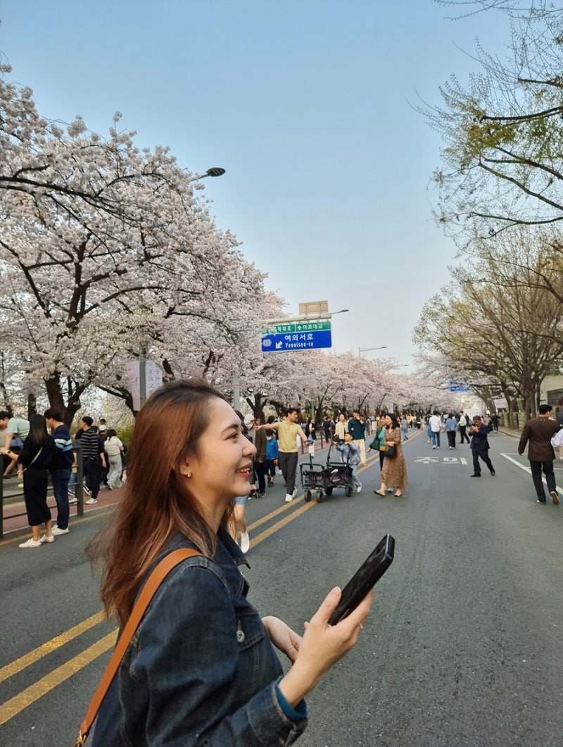 여의도 벚꽃 축제 윤중로벚꽃길 주차 위치 여의도한강공원 네이버 블로그