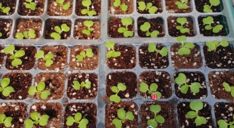 봄배추 키우기 파종시기와 모종심는시기 정식하기 수확은 언제 네이버 블로그
