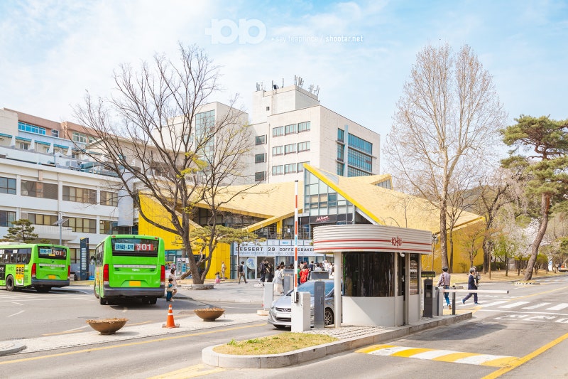 서울 벚꽃 명소 경희대학교 서울캠퍼스 주차 추천 코스 네이버 블로그