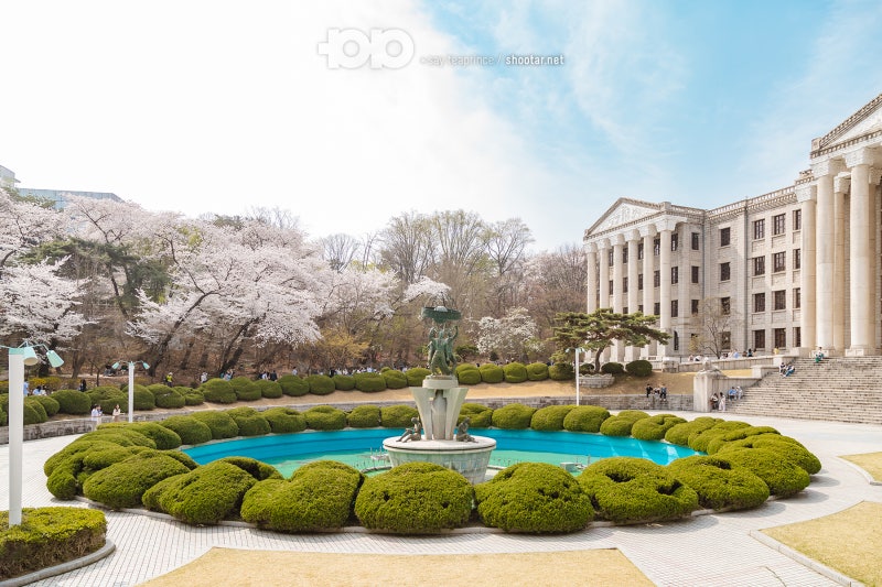서울 벚꽃 명소 경희대학교 서울캠퍼스 주차 추천 코스 네이버 블로그