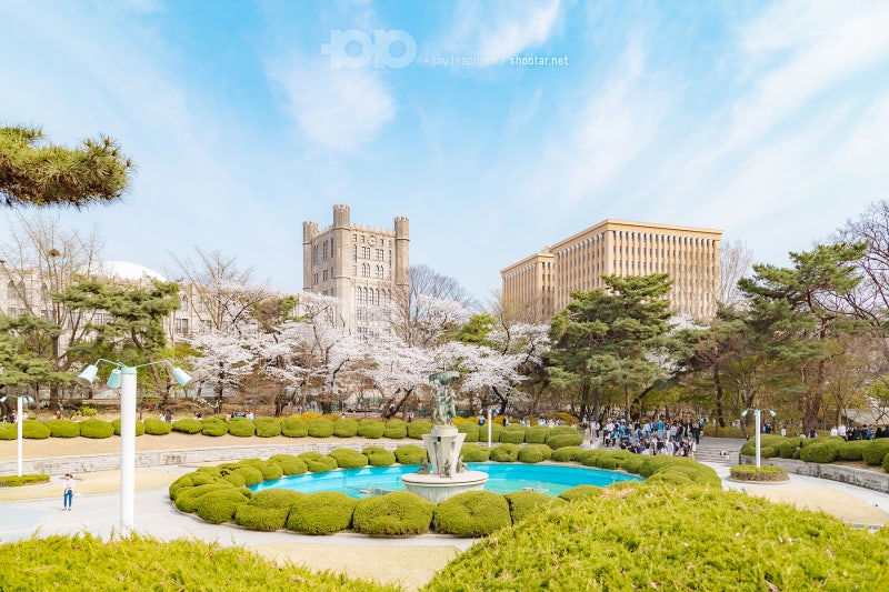 서울 벚꽃 명소 경희대학교 서울캠퍼스 주차 추천 코스 네이버 블로그