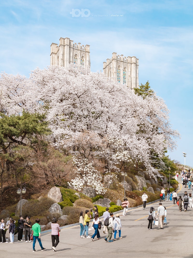 서울 벚꽃 명소 경희대학교 서울캠퍼스 주차 추천 코스 네이버 블로그