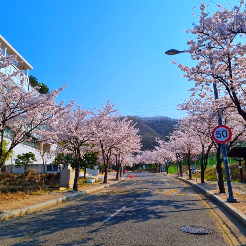 용인 숨겨진 벚꽃 명소 죽전디지털밸리 실시간 네이버 블로그