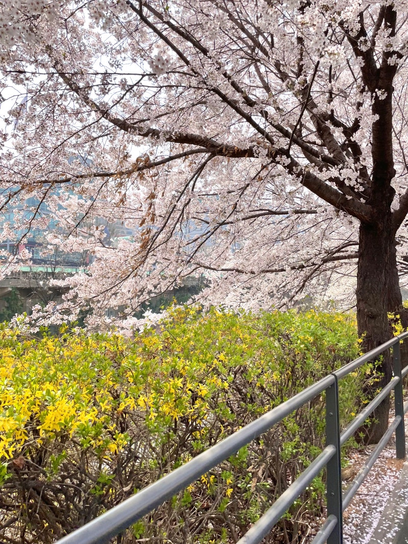 서울 숨은 벚꽃 명소 반포천 허밍웨이길 개나리 고속터미널역 : 네이버 블로그