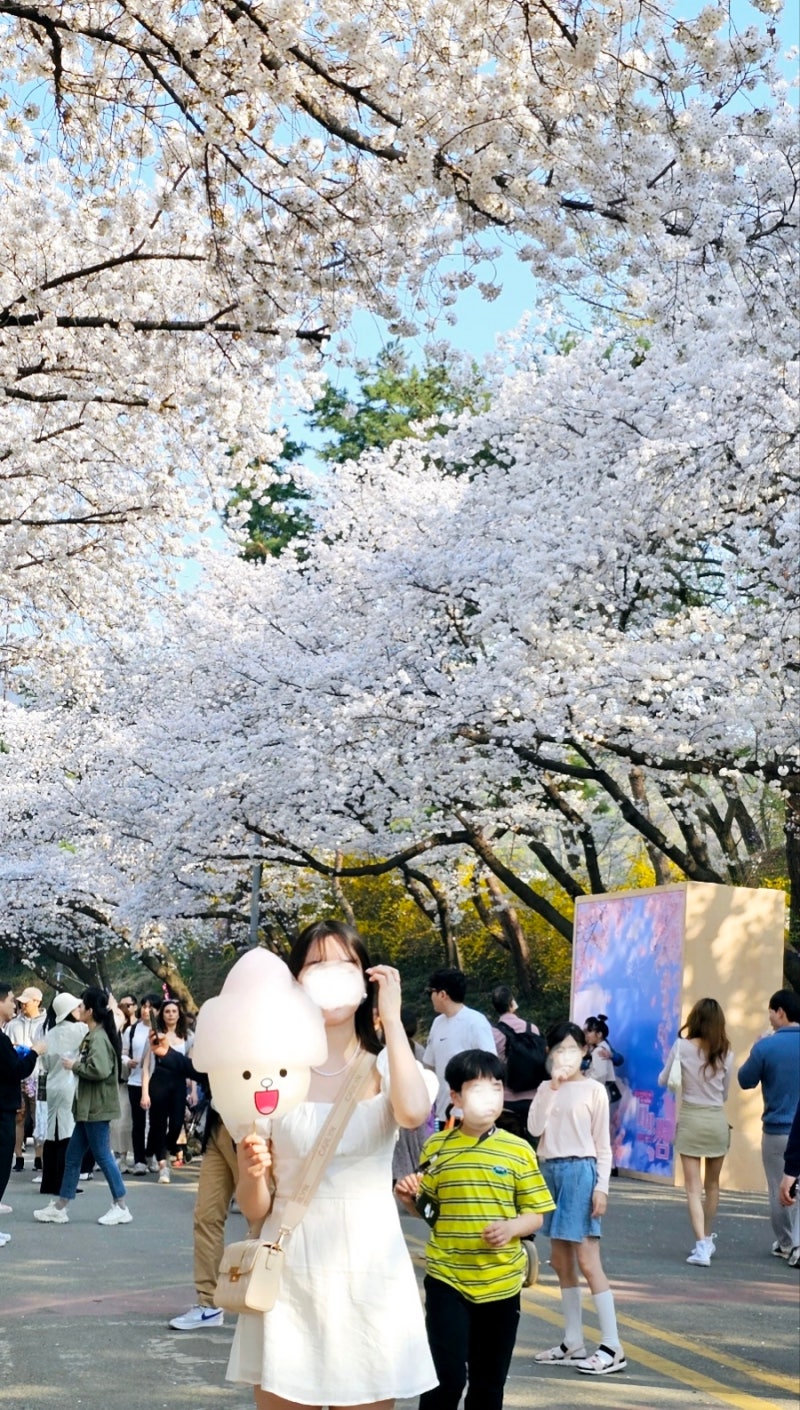 서울근교 야간 벚꽃 축제 렛츠런 파크 다녀왔어요 네이버 블로그