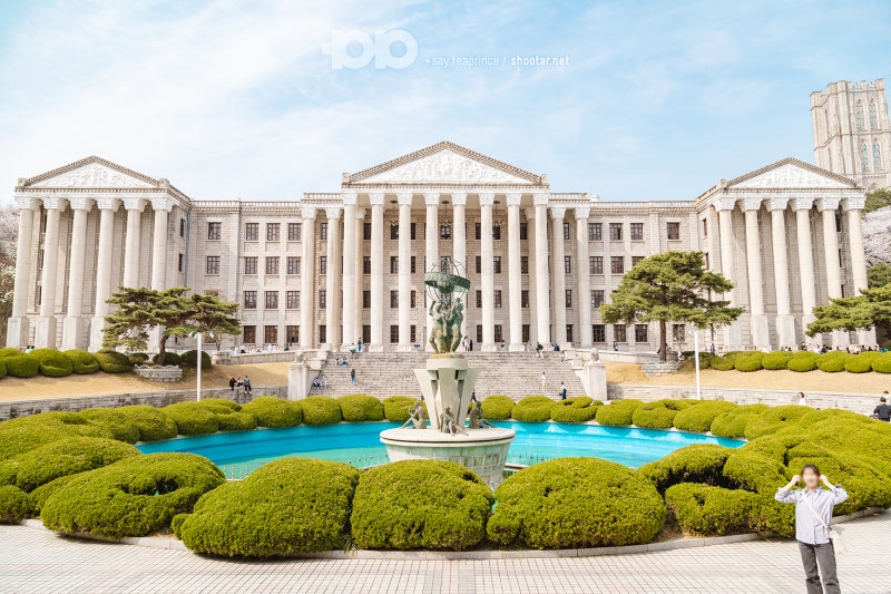 서울 벚꽃 명소 경희대학교 서울캠퍼스 주차 추천 코스 네이버 블로그