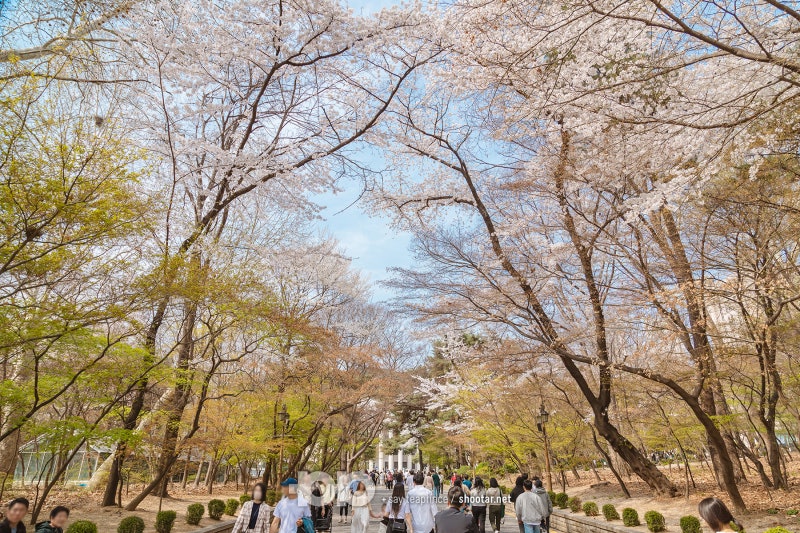 서울 벚꽃 명소 경희대학교 서울캠퍼스 주차 추천 코스 네이버 블로그