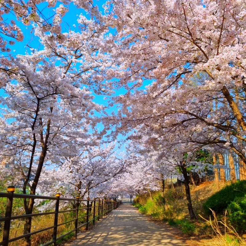 용인 숨겨진 벚꽃 명소 죽전디지털밸리 실시간 네이버 블로그