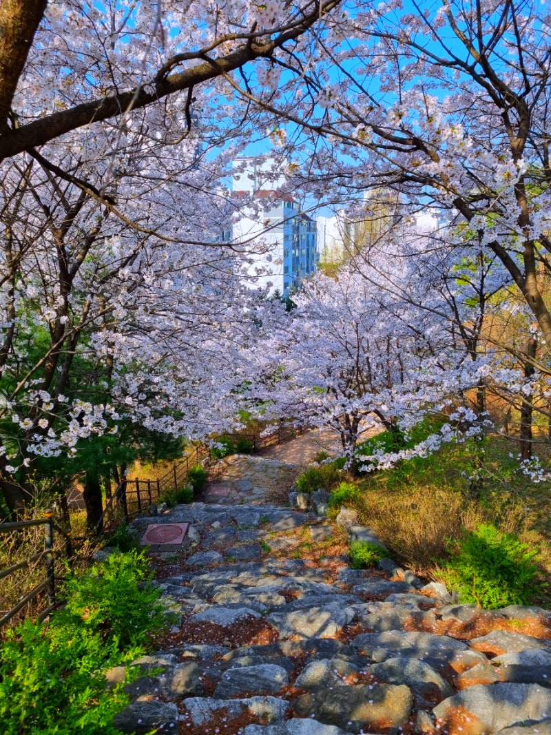 용인 숨겨진 벚꽃 명소 죽전디지털밸리 실시간 네이버 블로그