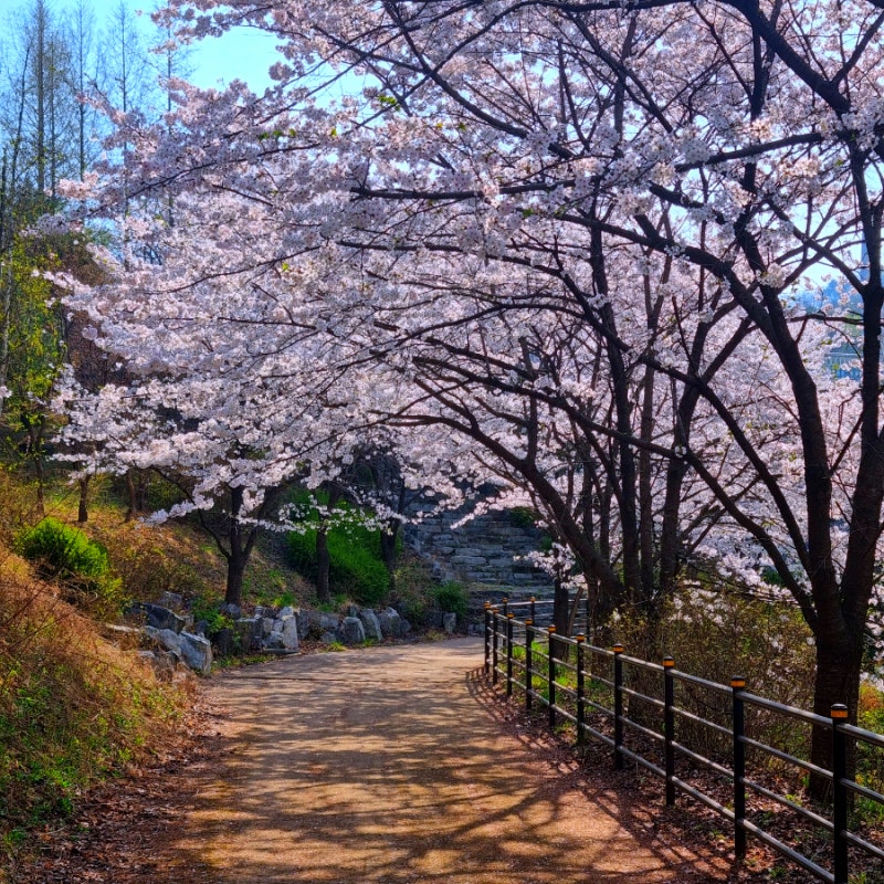용인 숨겨진 벚꽃 명소 죽전디지털밸리 실시간 네이버 블로그