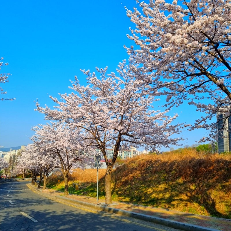 용인 숨겨진 벚꽃 명소 죽전디지털밸리 실시간 네이버 블로그
