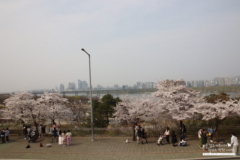 여의도 벚꽃축제 윤중로 벚꽃길 한강 그늘막 텐트 설치장소 사용시간 알아보기 네이버 블로그