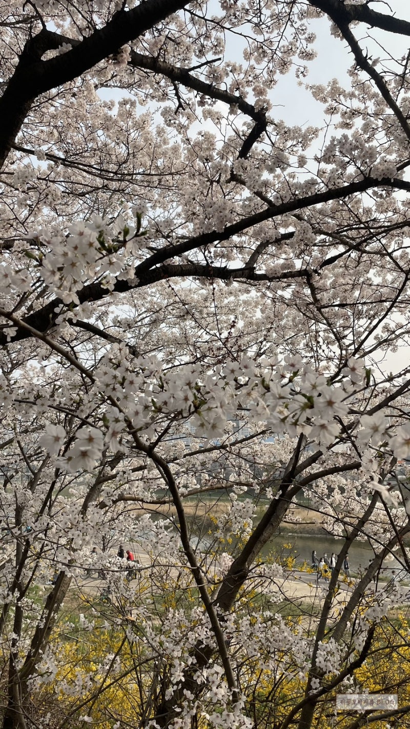 경기 안양시 벚꽃 만개한 안양천 벚꽃길 경기도 벚꽃 명소 ‘충훈 벚꽃축제 네이버 블로그
