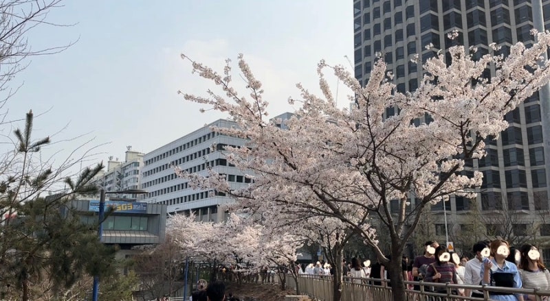 여의도 벚꽃 축제 윤중로벚꽃길 주차 위치 여의도한강공원 네이버 블로그