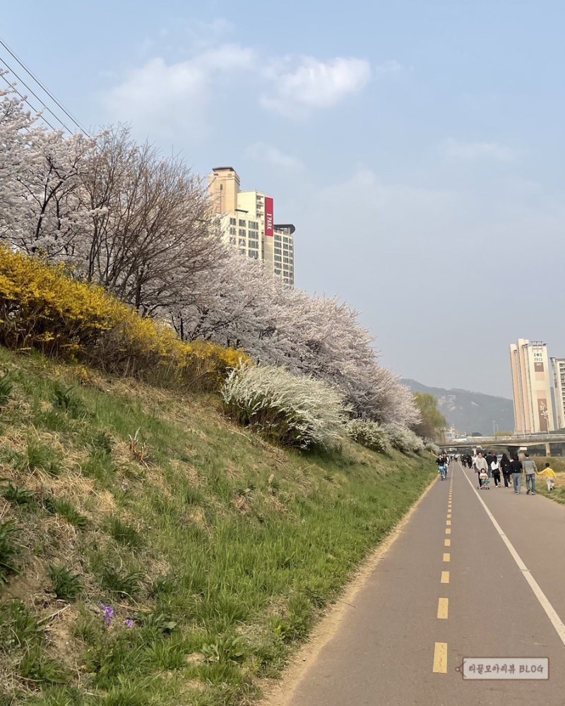 경기 안양시 벚꽃 만개한 안양천 벚꽃길 경기도 벚꽃 명소 ‘충훈 벚꽃축제 네이버 블로그