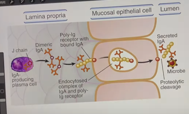 제 19화 - 항체 Ig의 종류와 기능 : 네이버 블로그