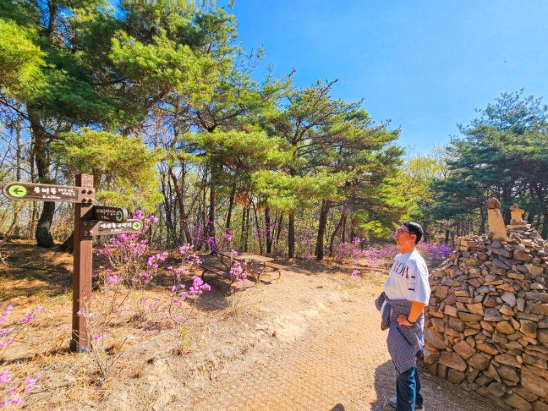대구 와룡산 진달래 군락지 명소 등산 최단코스 연산홍 개화시기 : 네이버 블로그