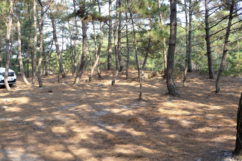 충남 태안반도 가볼만한곳 해루질 차박 가능한 운여해변 바다 앞 텐트촌 캠핑장 추천 후기 네이버 블로그