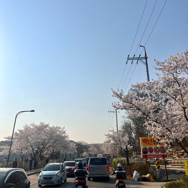 경기도 벚꽃 명소 광교저수지 광교마루길 실시간 만개상황 네이버 블로그