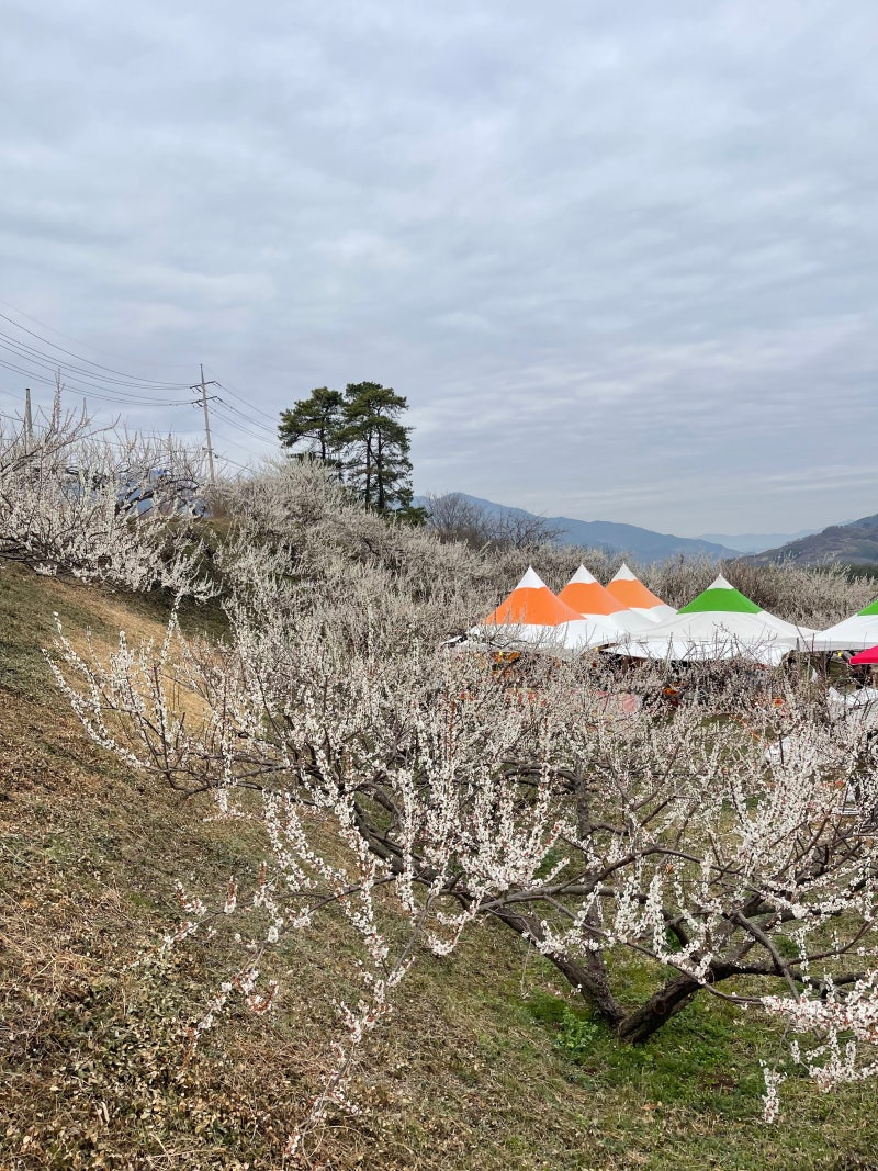 전남 등산 광양 쫓비산 등산코스 소요시간 최단코스 네이버 블로그
