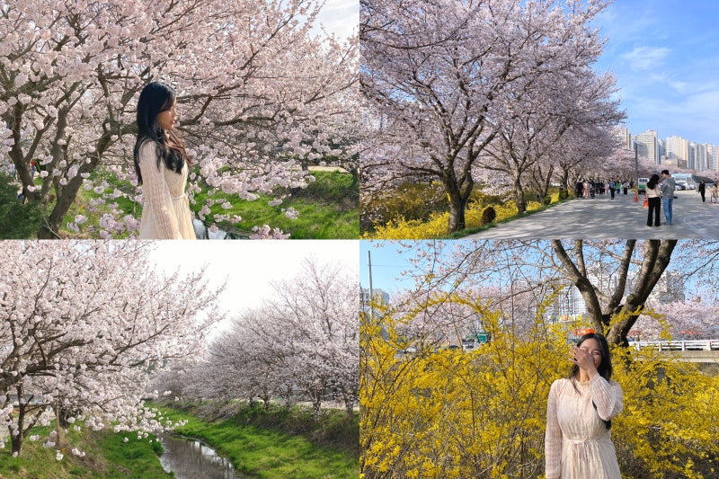 충남 당진 벚꽃 명소 순성 벚꽃길 And 당진천 벚꽃길 다녀왔지롱 ♥ 네이버 블로그