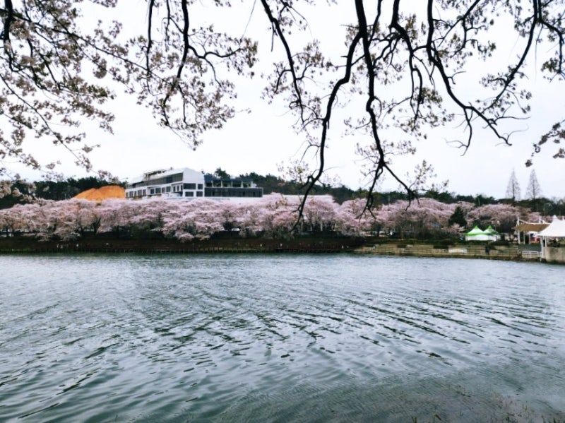 군산 벚꽃 명소 은파호수공원 벚꽃 만개한 둘레길 5km 걷기 네이버 블로그
