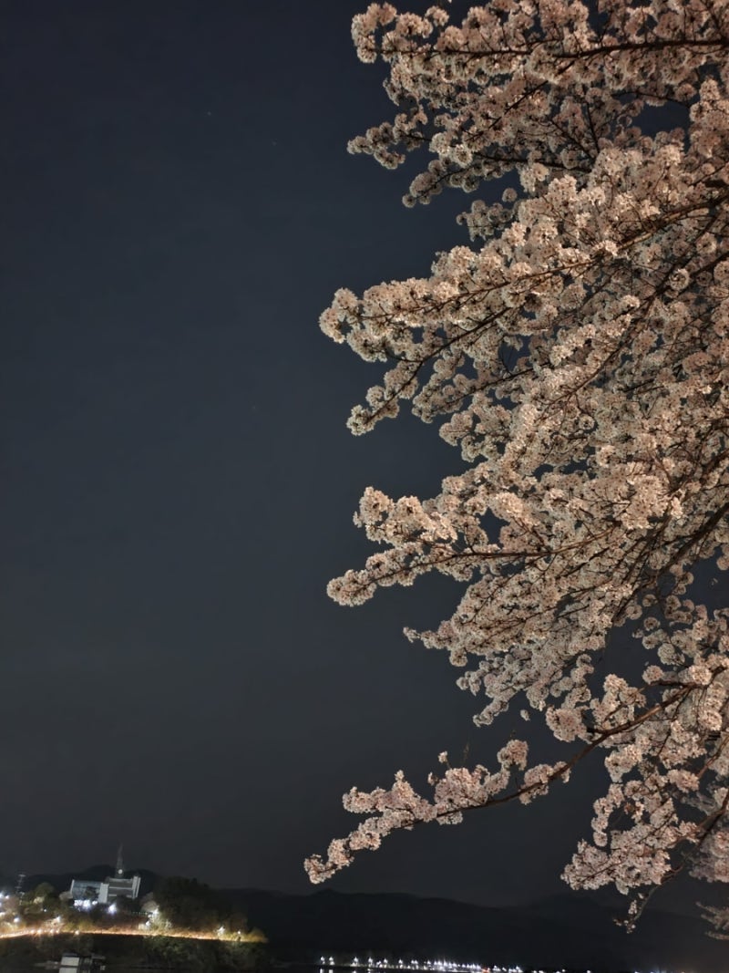 2023년 춘천공지천 🌸밤에 보는 벚꽃🌸 주차장정보 강원도 벚꽃명소 네이버 블로그