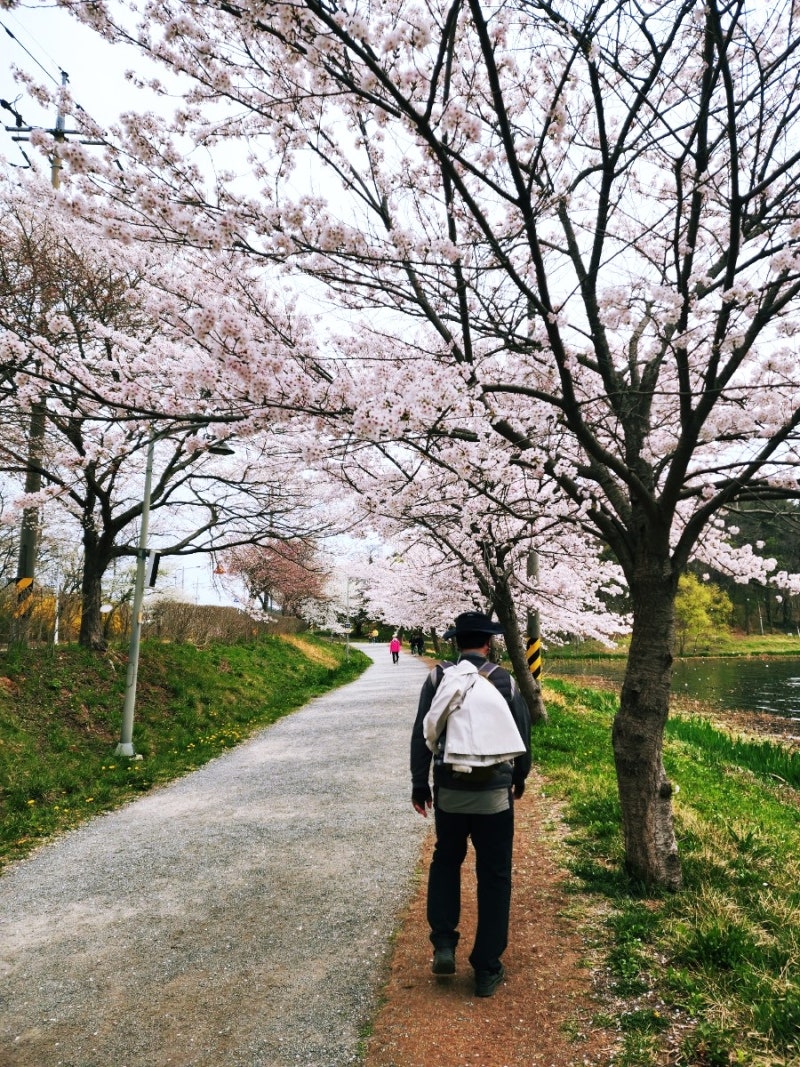 군산 벚꽃 명소 은파호수공원 벚꽃 만개한 둘레길 5km 걷기 네이버 블로그