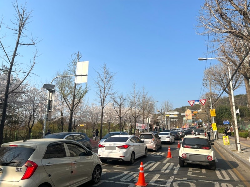 경기도 벚꽃 명소 광교저수지 광교마루길 실시간 만개상황 네이버 블로그