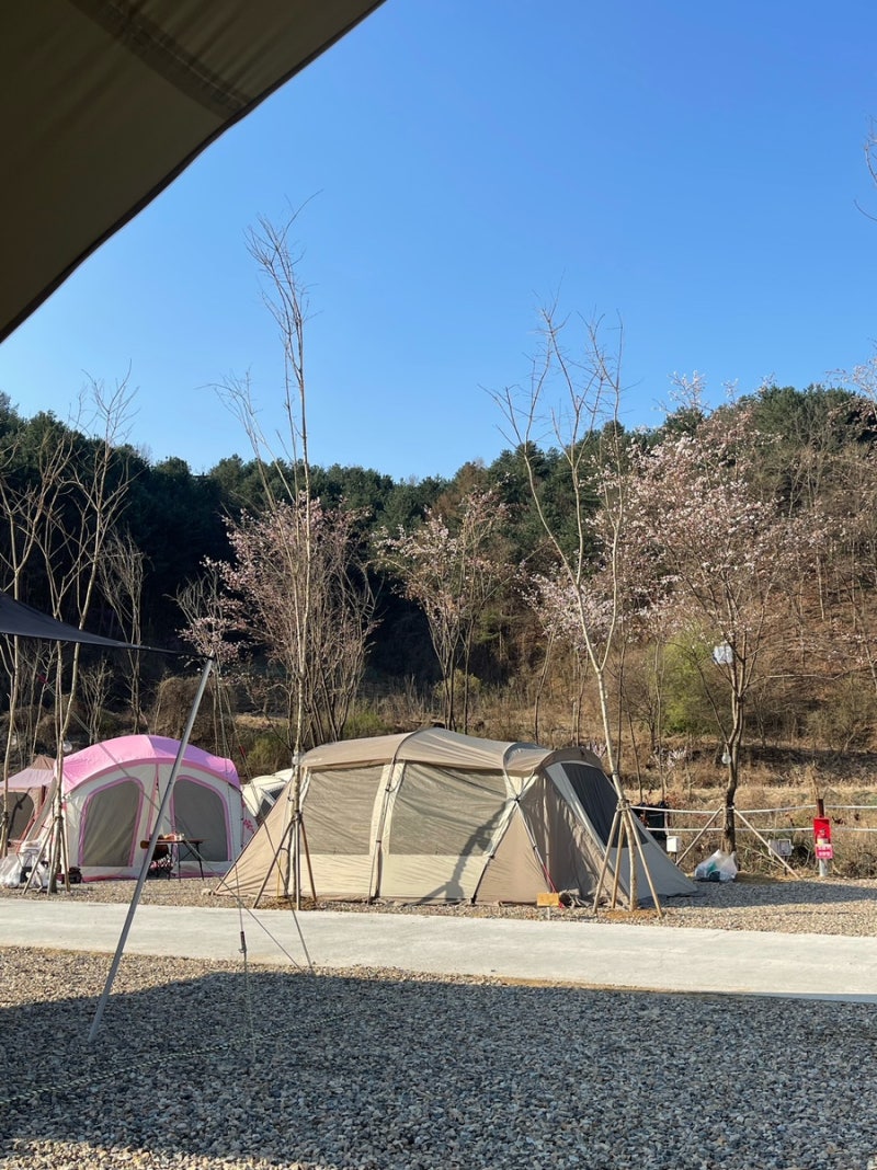 가평 캠프봉봉 벚꽃 캠핑 가능한 신생 캠핑장 재방문 후기 🌸 네이버 블로그