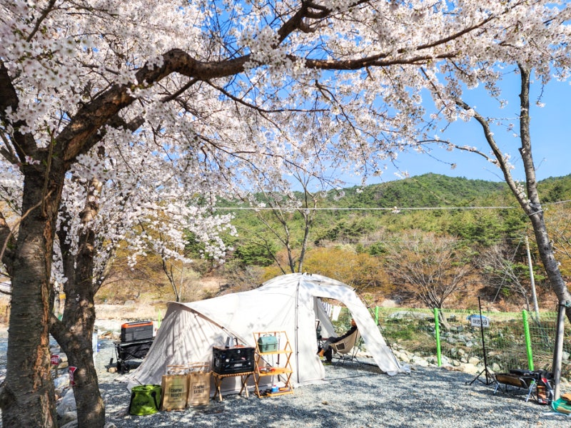 경북 청도 자연속캠핑장 계곡 오토캠핑장 벚꽃캠핑 후기 네이버 블로그